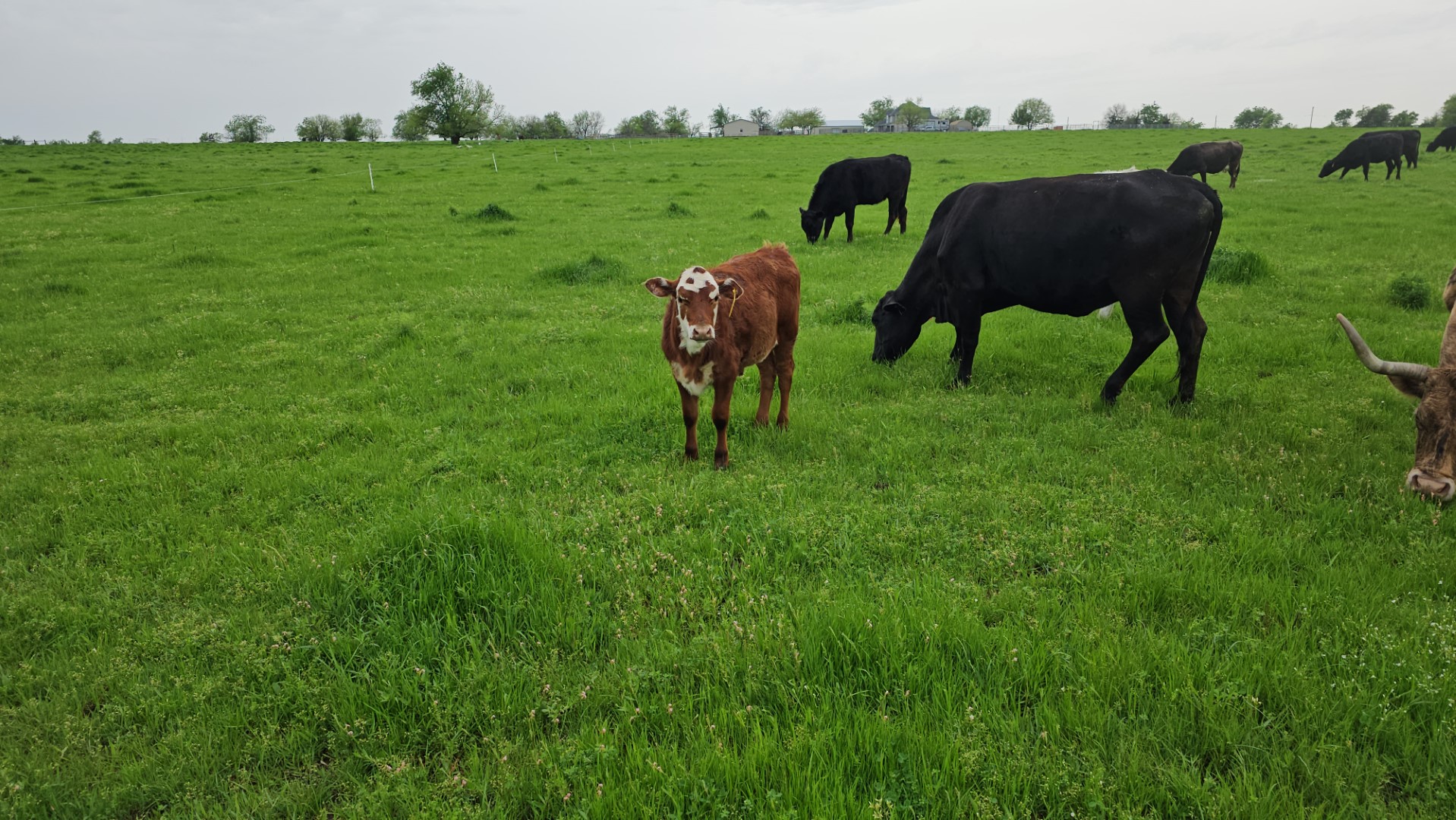 Wednesday Morning April 5th, 2023 – Lazy Cow Farms