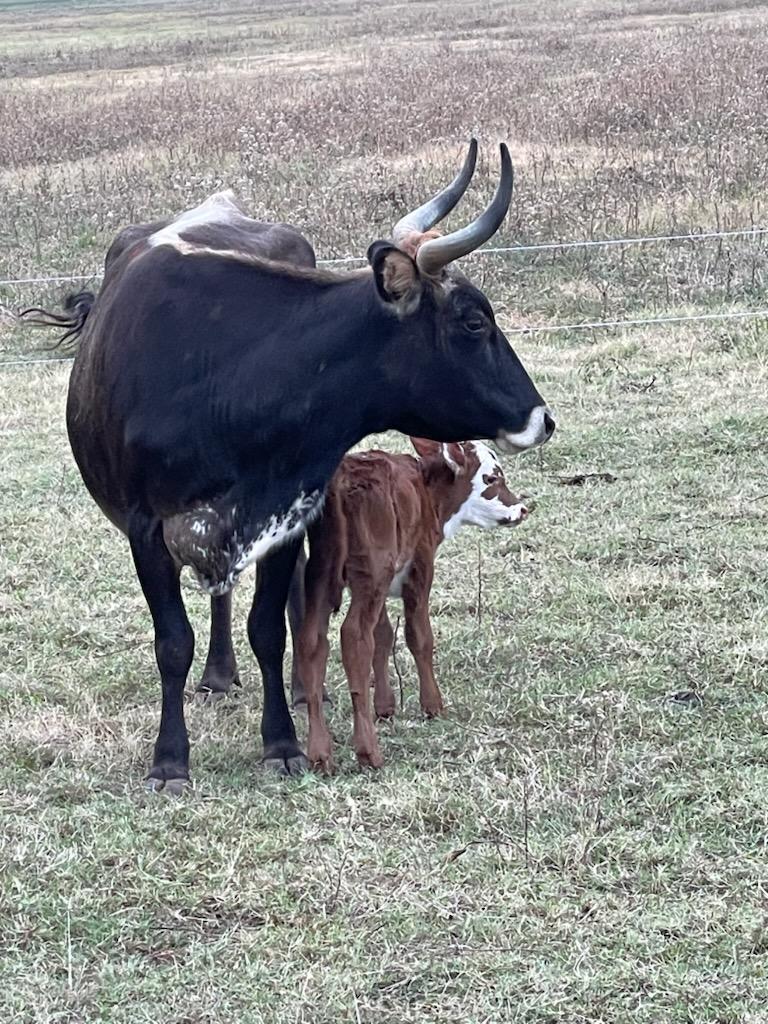 Cattle – Lazy Cow Farms